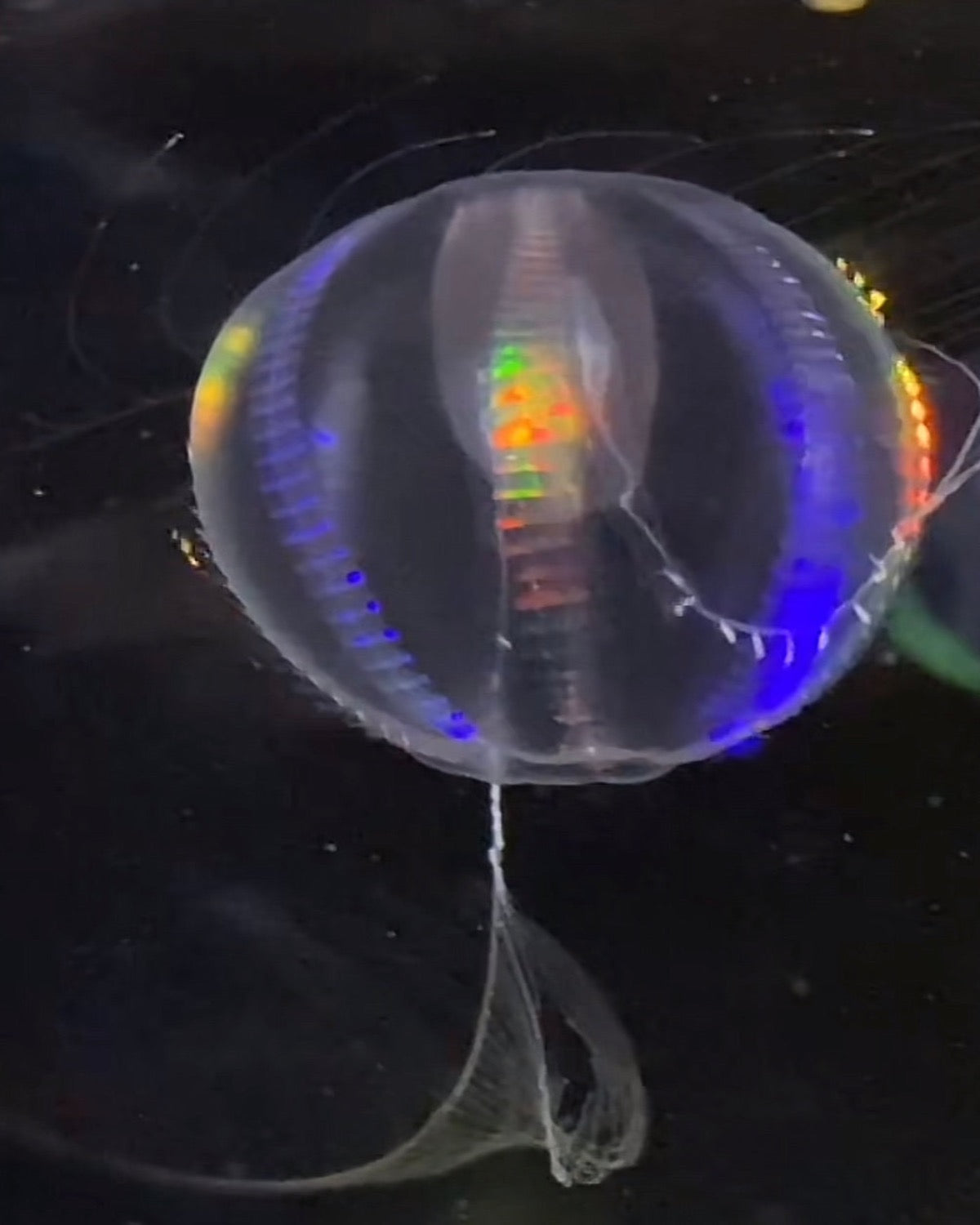 Sea walnut (Mnemiopsis Leidyi)