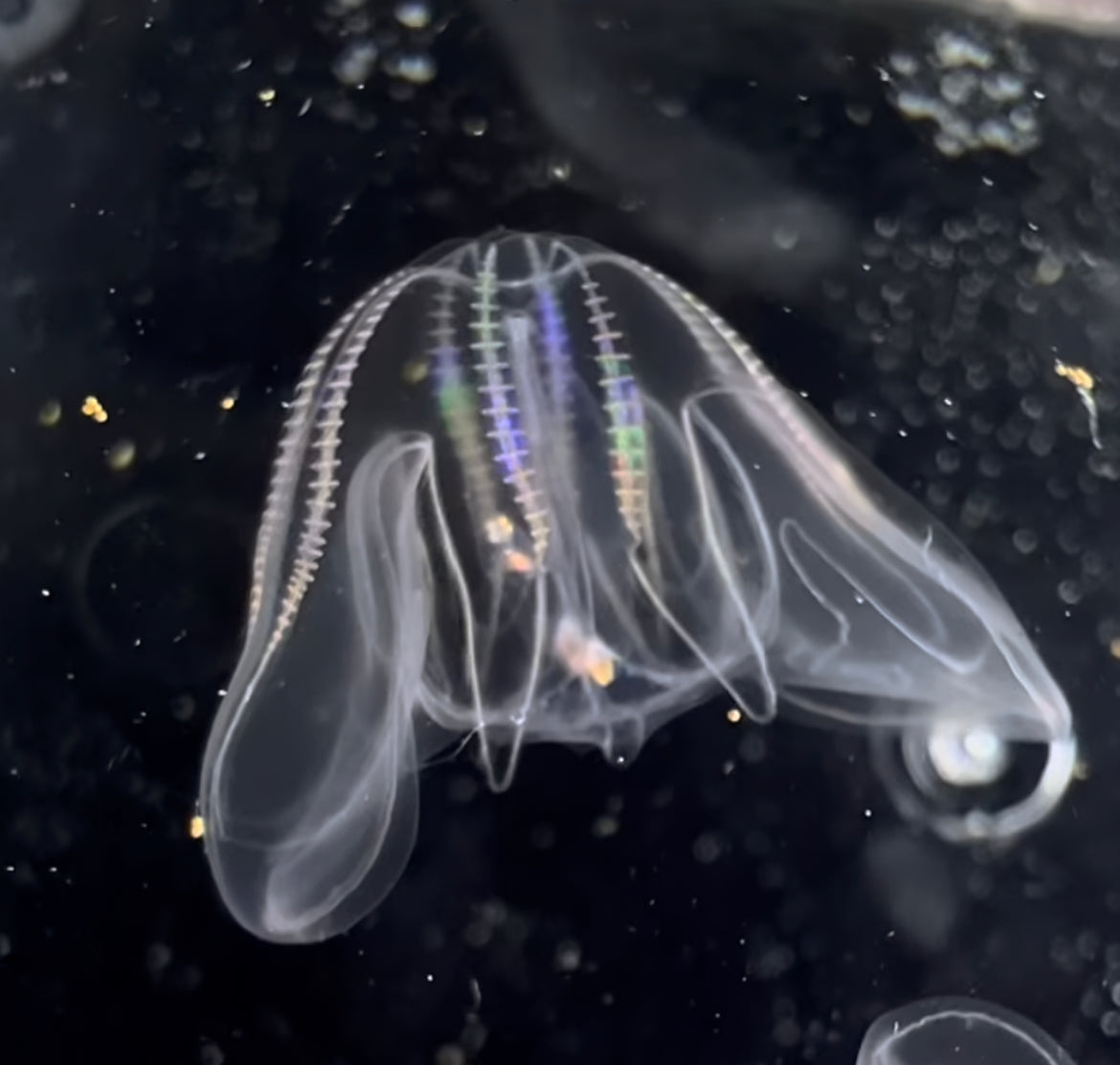 Sea walnut (Mnemiopsis Leidyi)